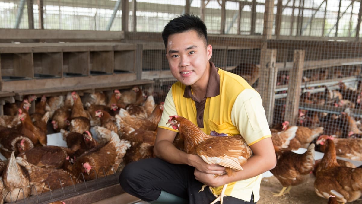Egg supplier gets S$27 million DBS loan to build farm; conditions apply ...