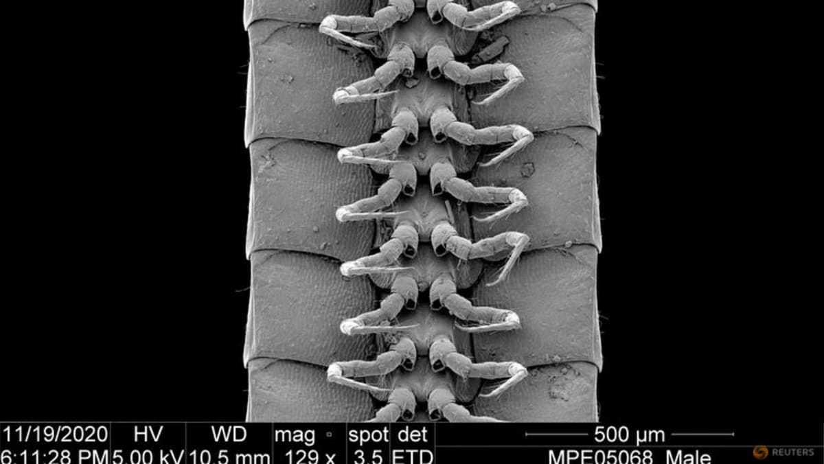 This subterranean creature has 1,306 legs. Yes, that's a record. - CNA