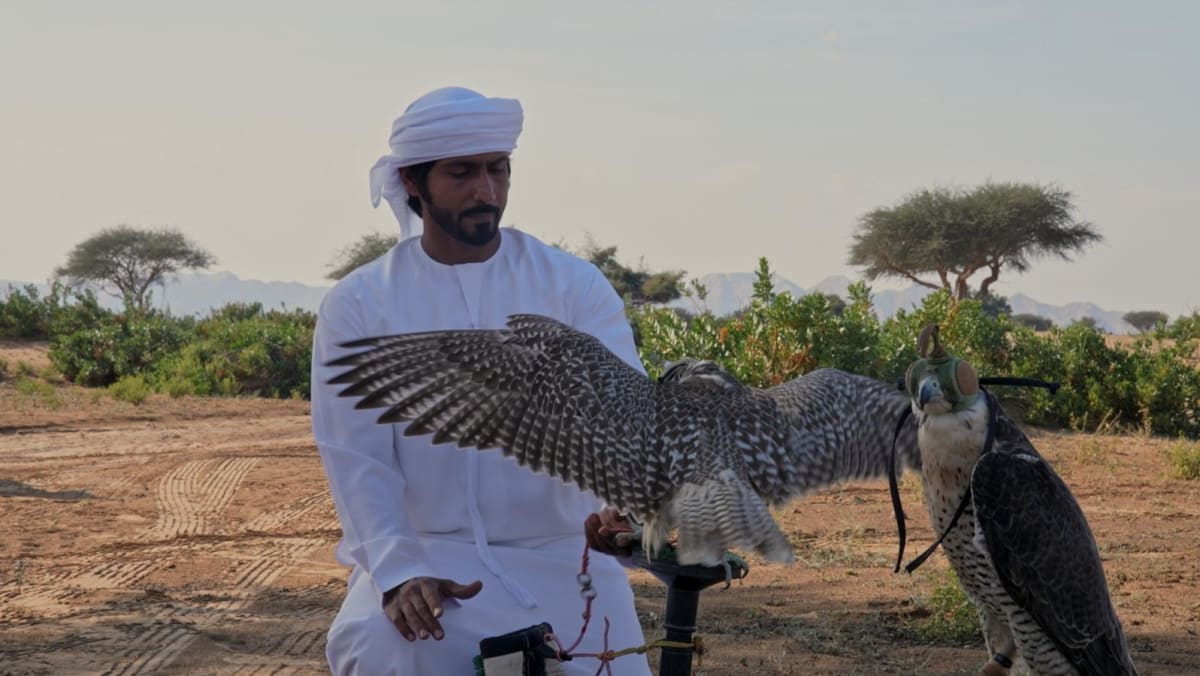 Gulf Falcons - Why Is The Gulf A Magnet For Foreign Talent? - CNA