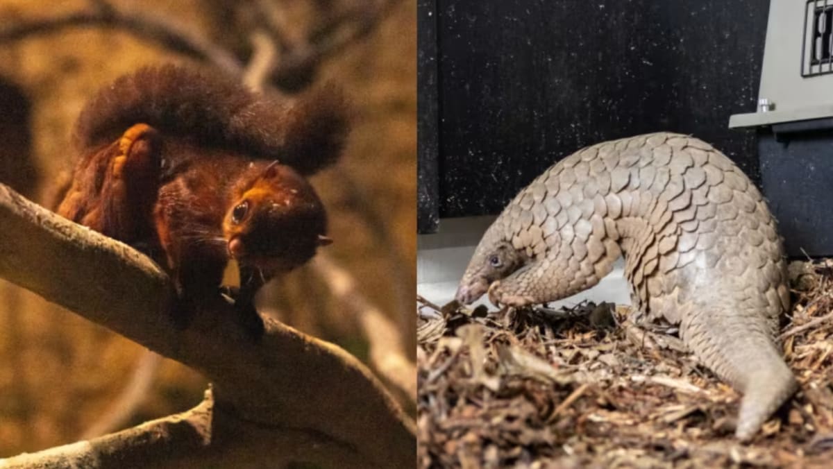 Night Safari bakal perkenal laluan lihat tenggiling, memerang dan tupai ...