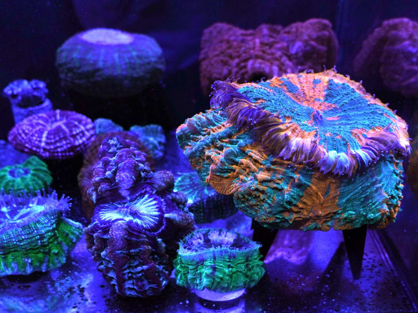 Coral reefs provide stunning images of a world under assault - CNA ...