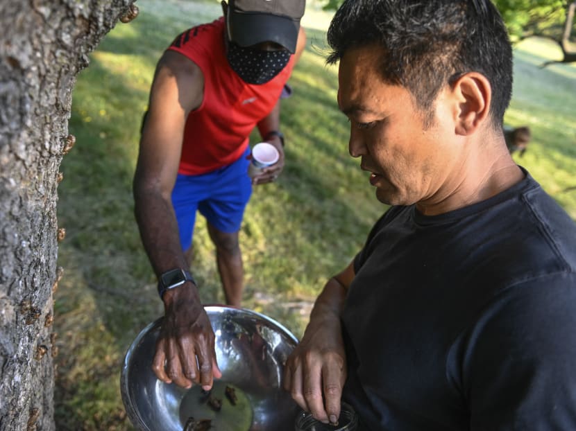 Cicada sushi, anyone? US chef serves up sustainable 'Brood X' delicacy ...