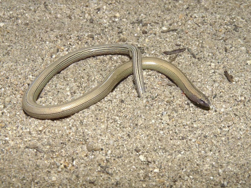 Gallery: New legless lizard species discovered in California - TODAY