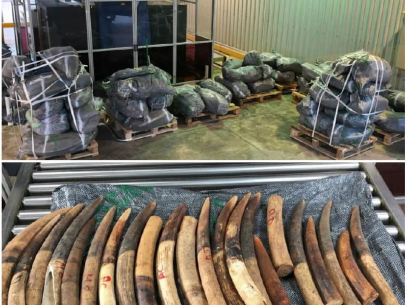 S’pore authorities seize 1,800 ivory pieces worth S$3.3 million - TODAY