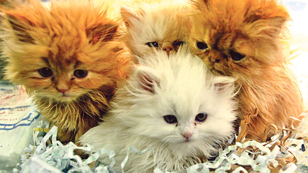 Working group to look into standardised training for animal handlers ...