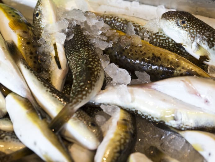 From fugu to ikan buntal: Pufferfish has long roots in culture - CNA ...