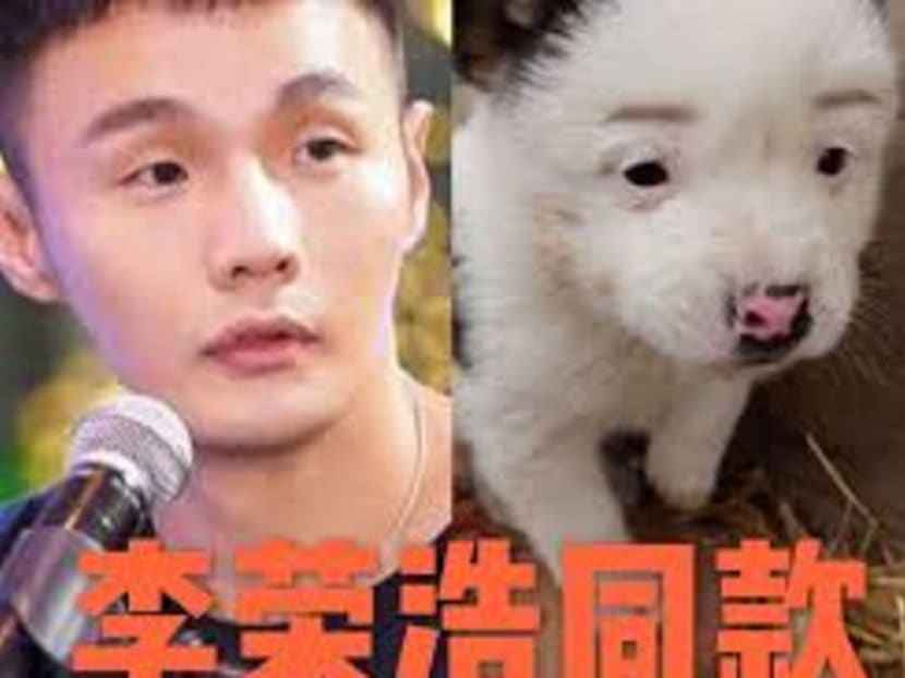These Are The Dogs And Cats Netizens Say Look Like Li Ronghao - TODAY