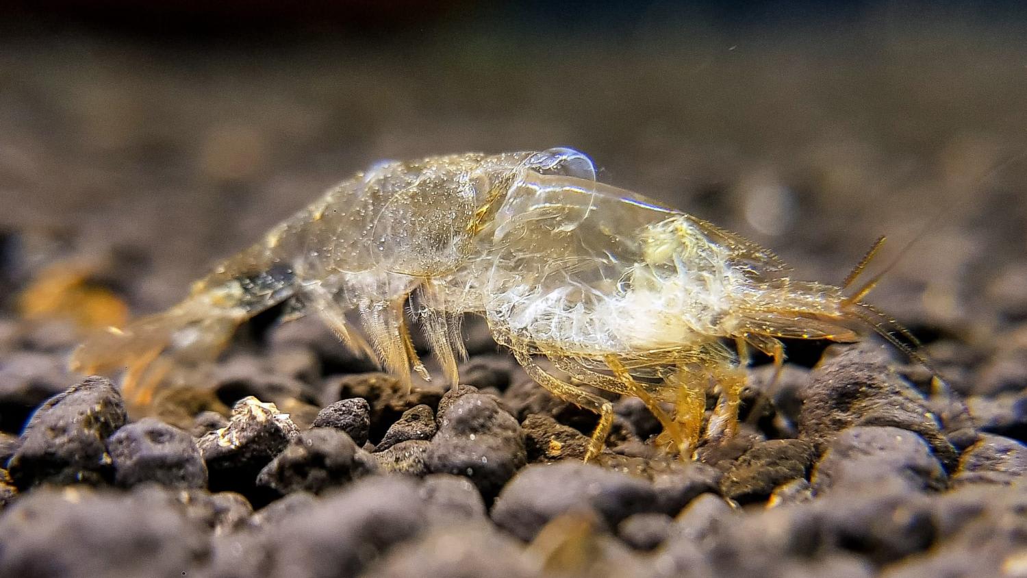 He’s a prawn star: Meet the ornamental shrimp hobbyist with a mission ...