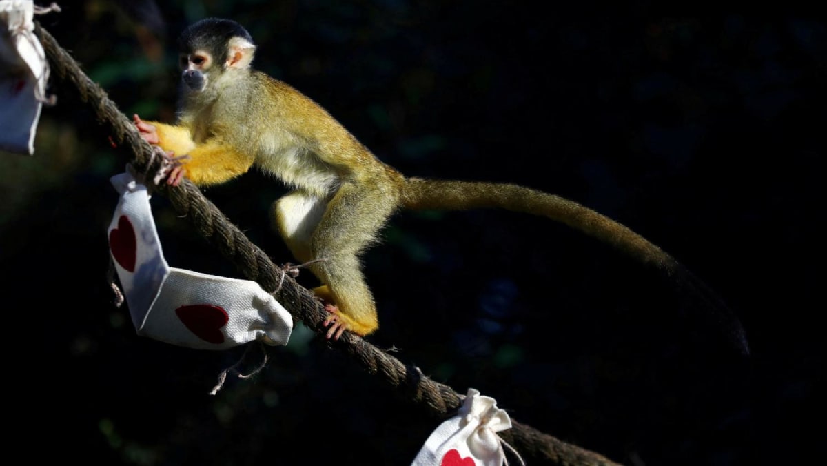 People with tails? No, because of this ancient genetic mutation - TODAY