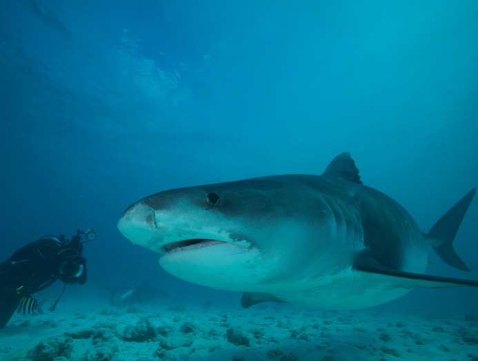Guardians of the deep: How you can make a difference to shark ...