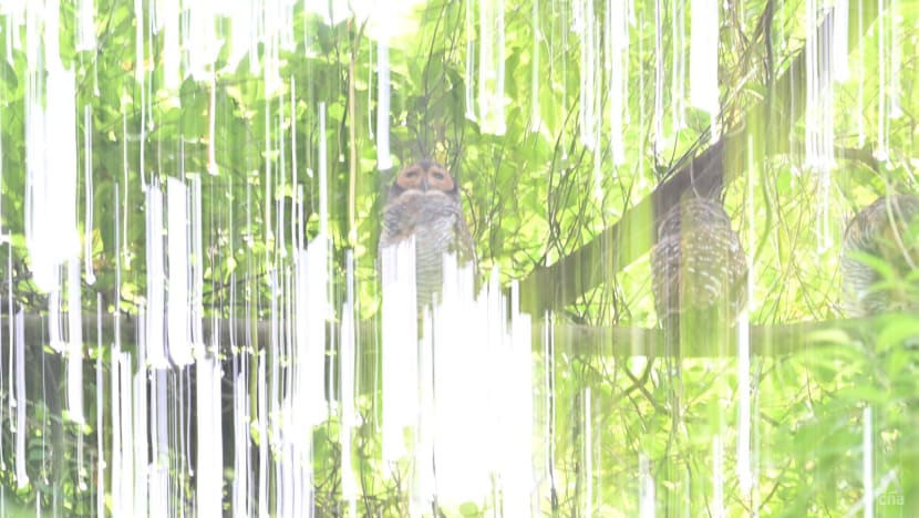 What It Takes: Hundreds of hours in the wild for an award-winning photograph - CNA