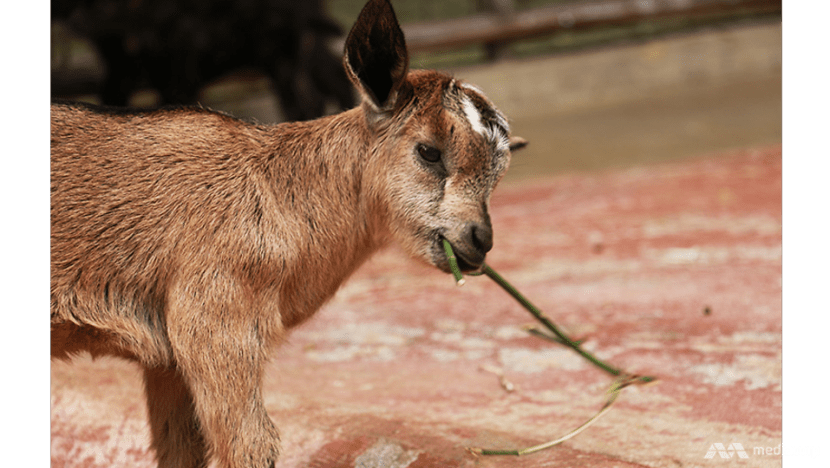 Baby goats to be unleashed at Singapore Zoo - CNA