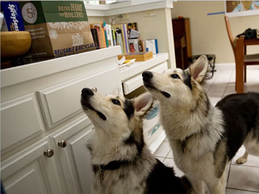 Dog cloning possible in Britain soon: Report - TODAY