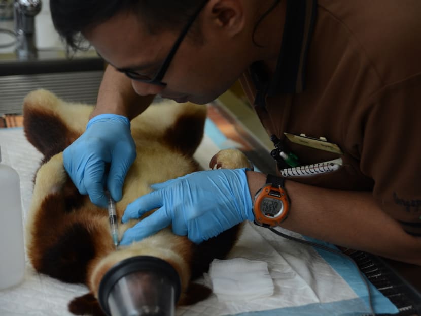 Zoo’s new tree kangaroo given clean bill of health - TODAY