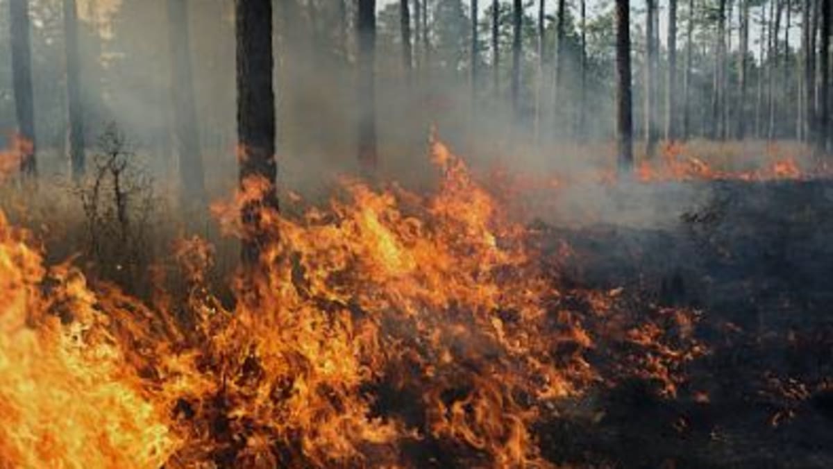 Polis Indonesia tangkap seorang yang cetuskan pembakaran hutan di ...
