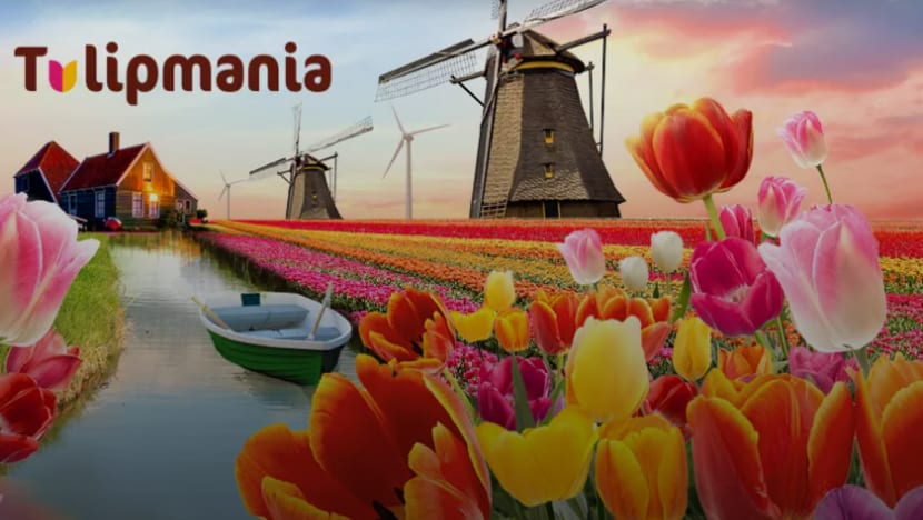 Tulipmania கண்காட்சிக்கு மலர்கள் எவ்வாறு வளர்க்கப்படுகின்றன? - Seithi ...