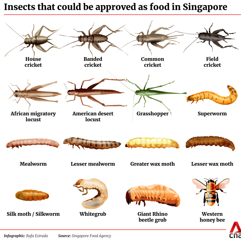 Diner in Taiwan vomits after biting into cockroach in braised tofu ...