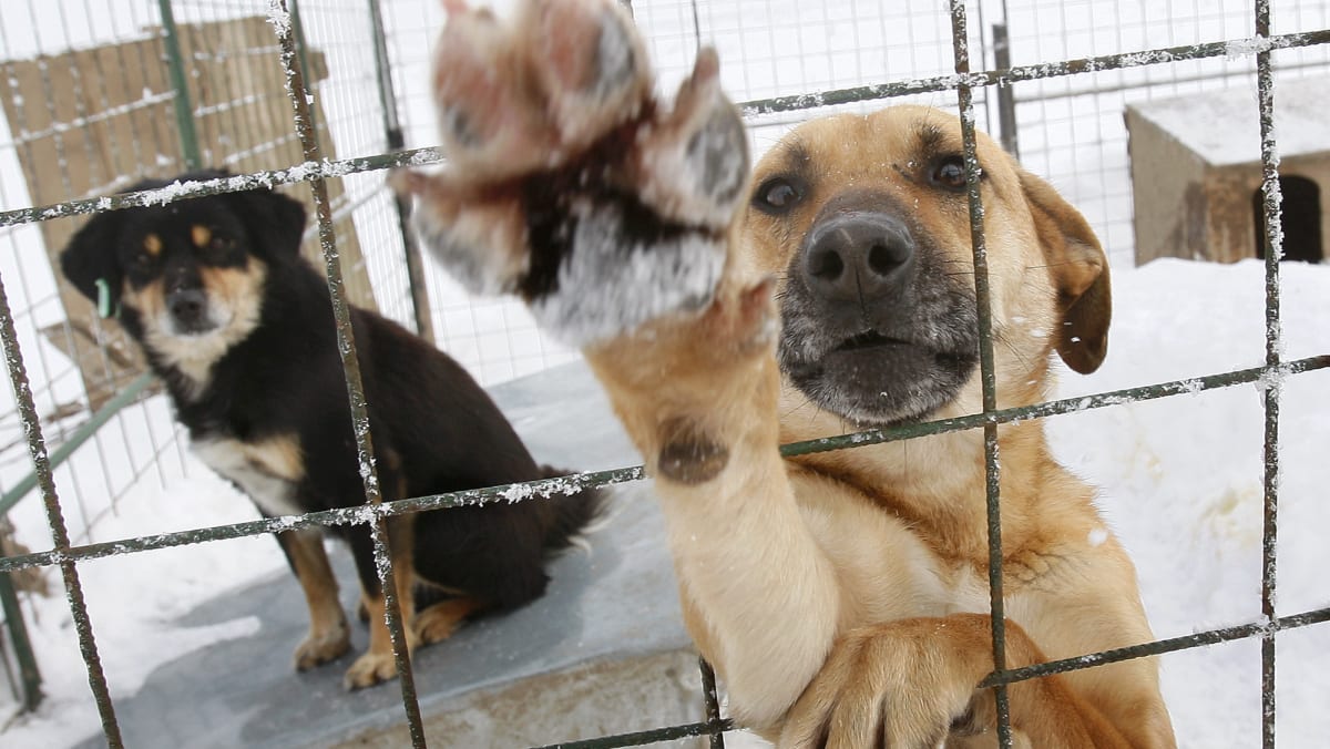 Shanmugam urges businesses to support animal welfare groups - TODAY