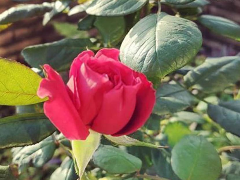 Jolin Tsai Celebrated Her 40th Birthday With Tanya Chua, Who Called ...