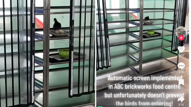 自动门挡不住鸽子？鸟儿仍闯入碗碟回收处觅食 - 8world