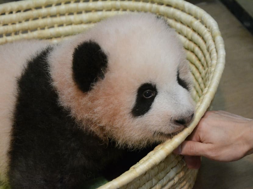 Panda diplomacy: Two giant pandas from China land in Indonesia - TODAY