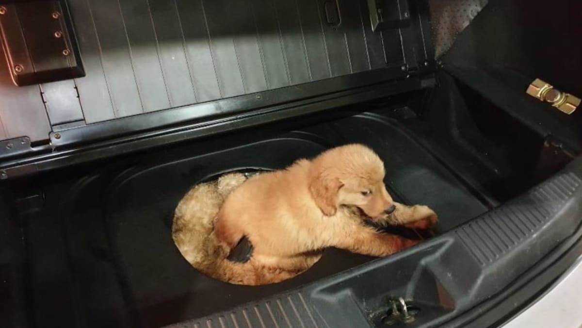3 of 12 puppies die in botched smuggling attempt at Tuas checkpoint - TODAY