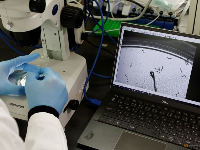 Japanese biotech firm uses tiny worms in test for pancreatic cancer - TODAY