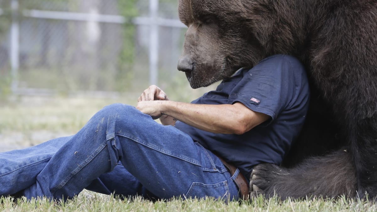 The bear nuzzler: Man grabs attention for hugging big bears - TODAY