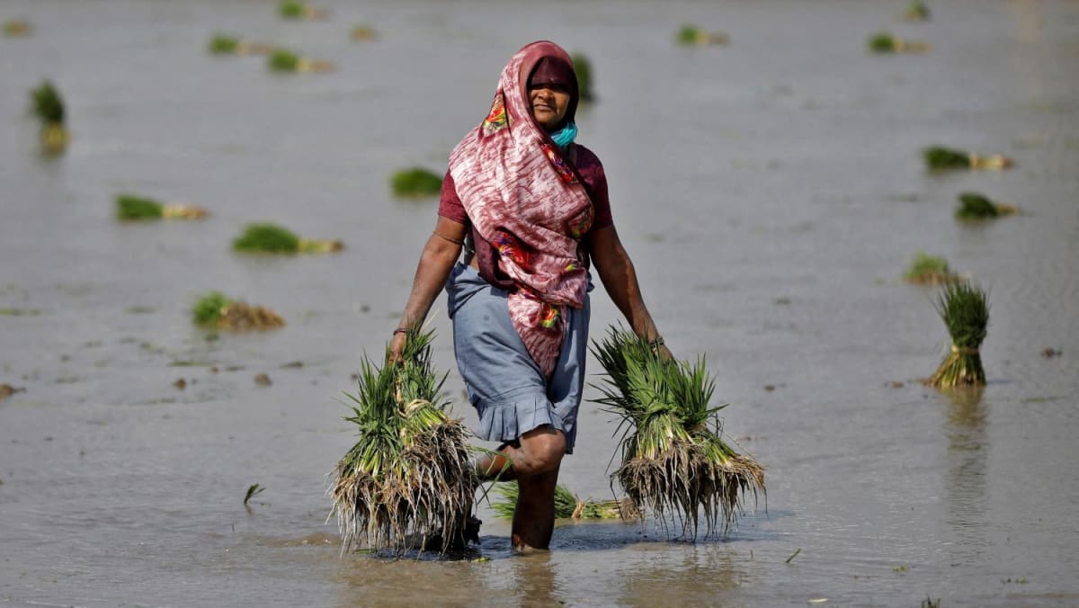 India imposes major rice export ban, triggering inflation fears - TODAY