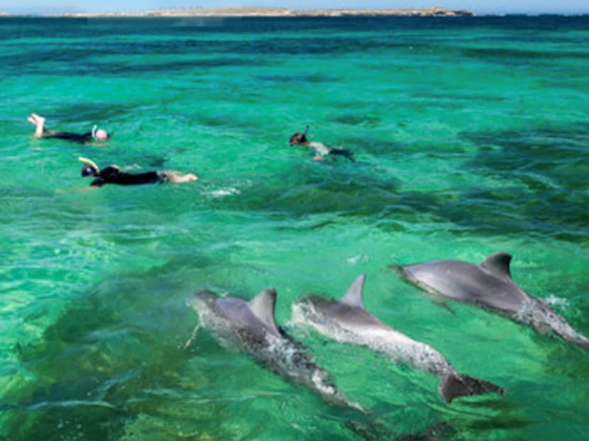 New river dolphin species found in Brazil - TODAY