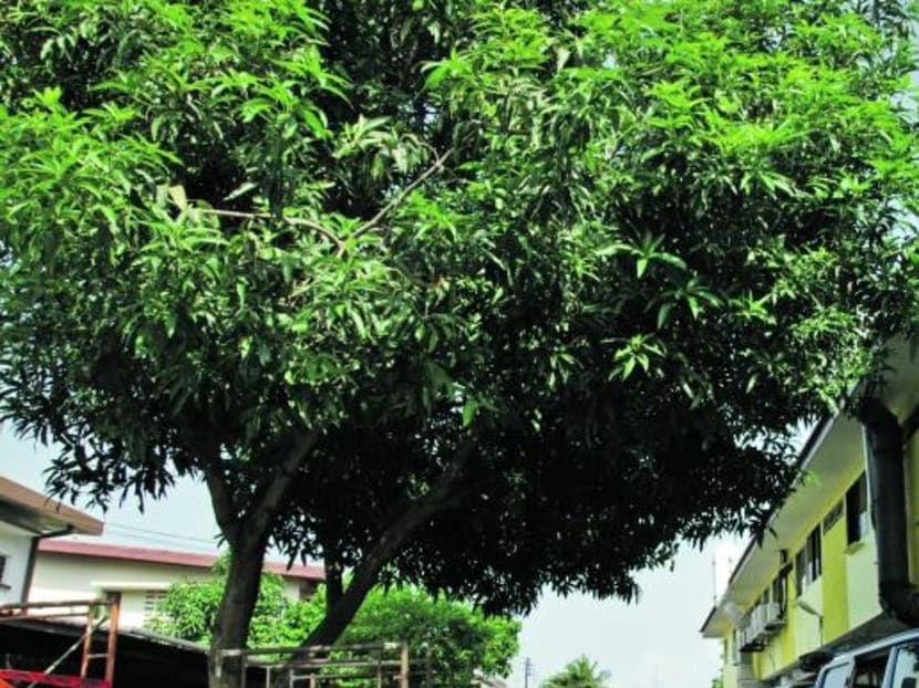 Lessons on kampung spirit from my mango tree - TODAY