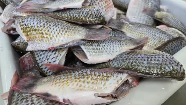 泰国黑颚罗非鱼泛滥 政府拨款解决问题 - 8world