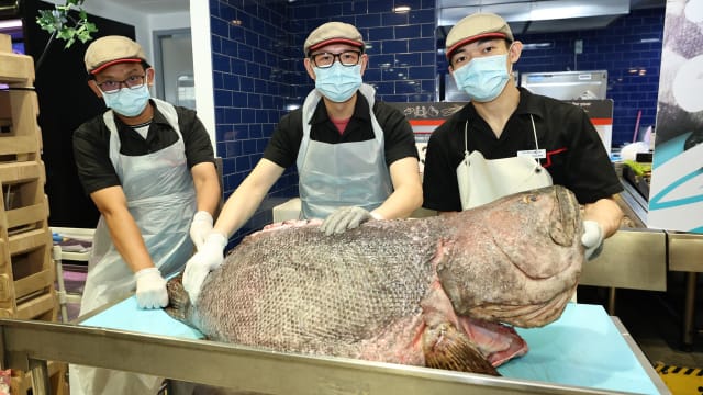 Giant Grouper - 8world