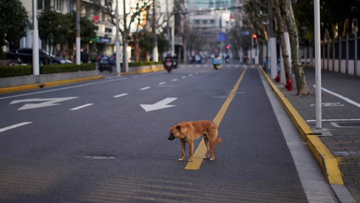 Community in China offers S$40 reward for killing ‘stray’ dogs - TODAY