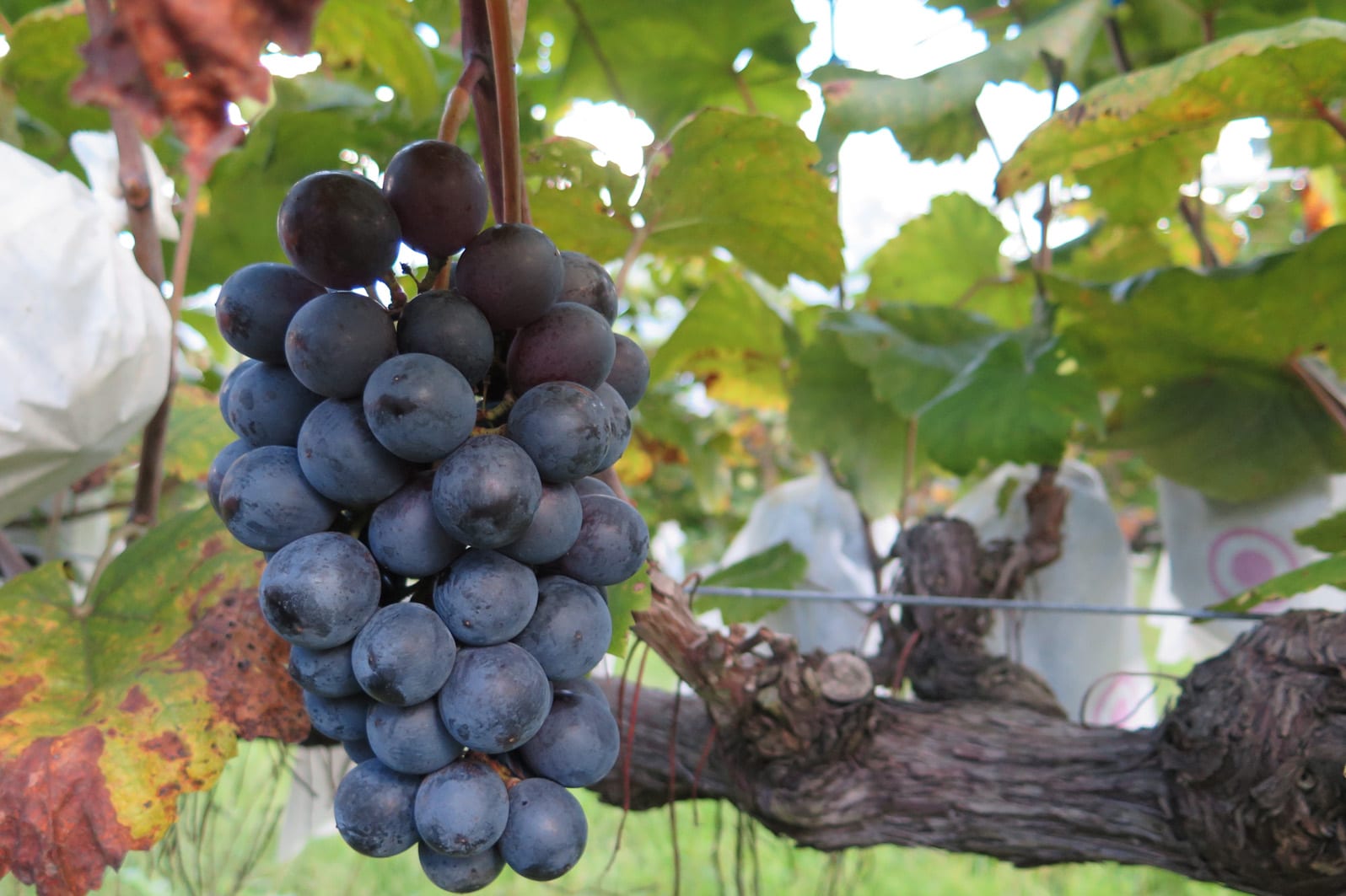 9 Things To Do In Kyotango, Also Known As Kyoto By The Sea - 8days