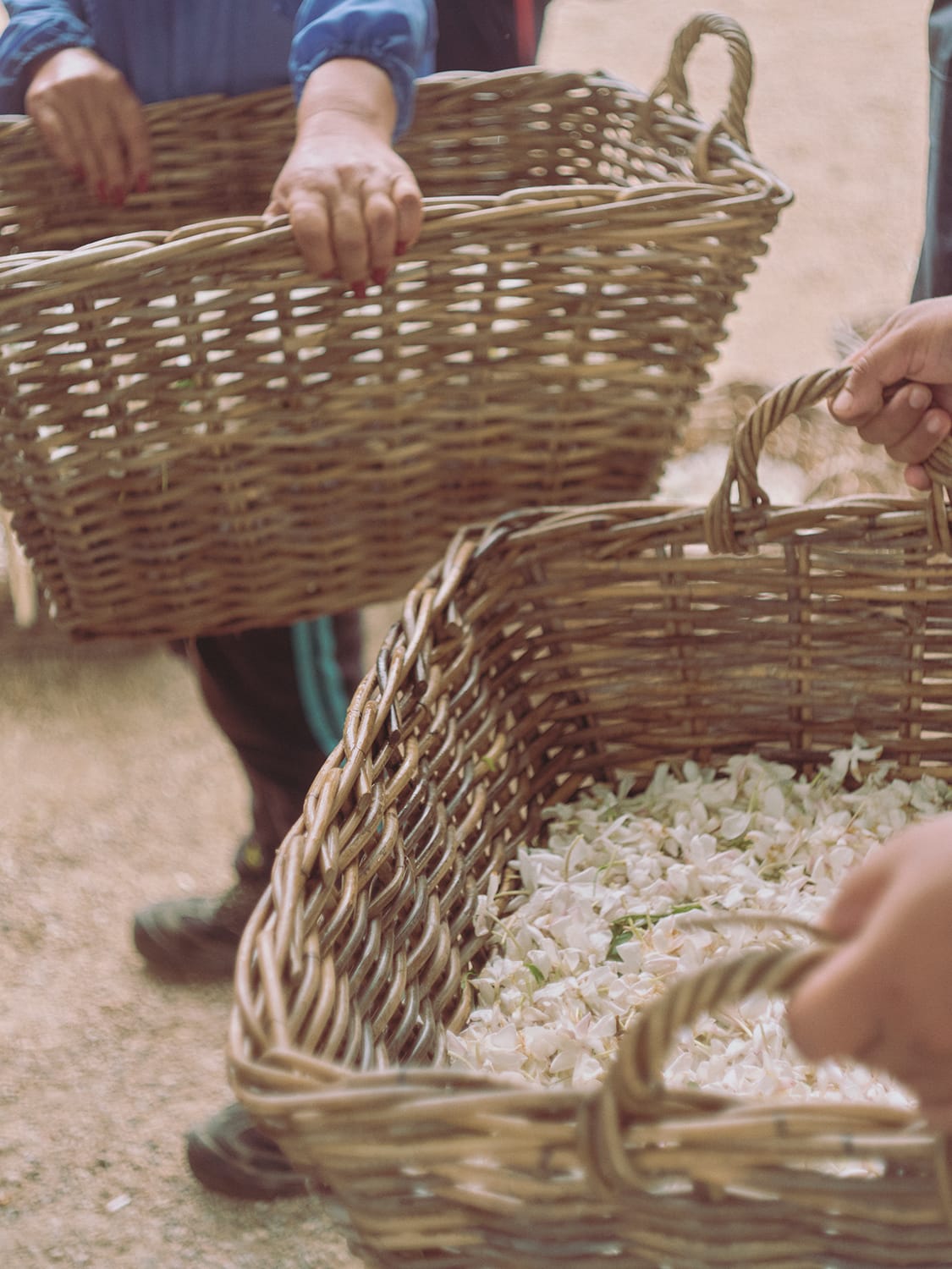 What’s Chanel N5 perfume’s secret ingredient? Lots of jasmine flowers ...