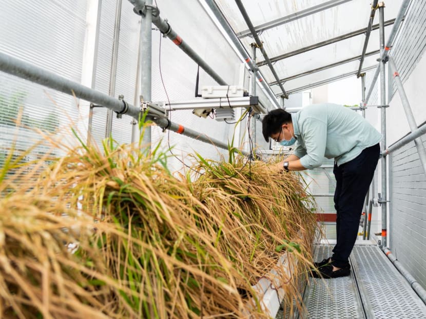 As temperatures rise, Singapore races to find solutions to secure its ...