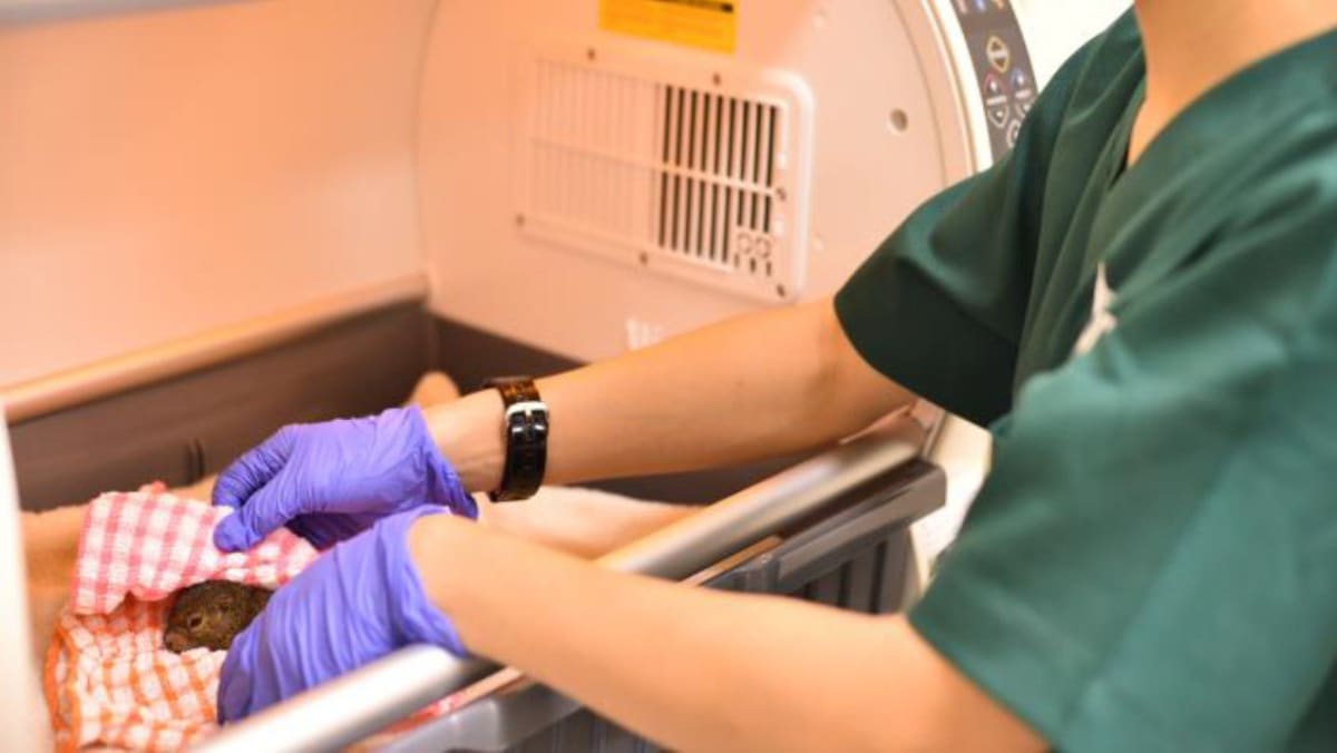 New rehabilitation centre to treat and care for wild animals in ...