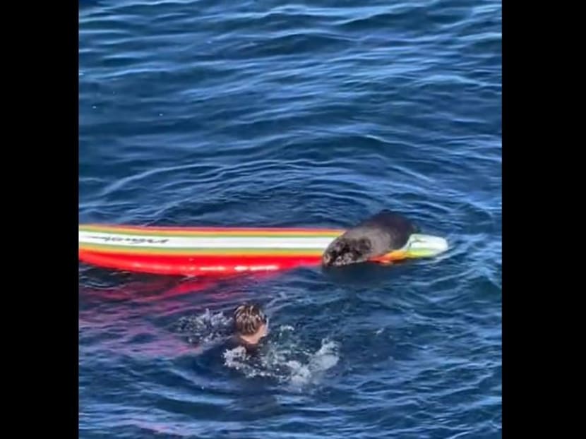 California Surfers Terrorised By Board Stealing Sea Otter Today