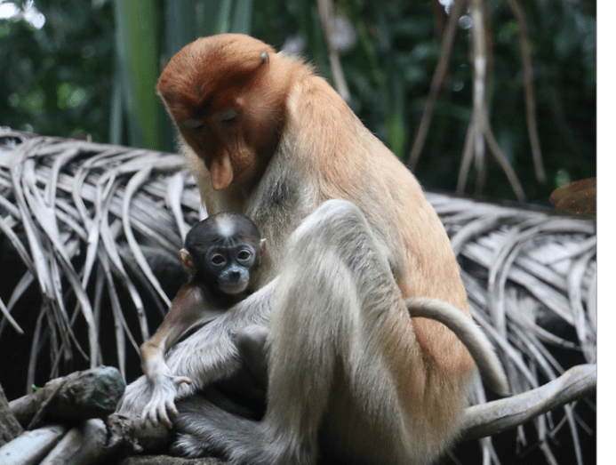 Are your pets at risk of COVID-19, and what should you do if you ...