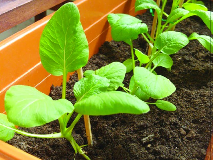 Farming your own food - TODAY