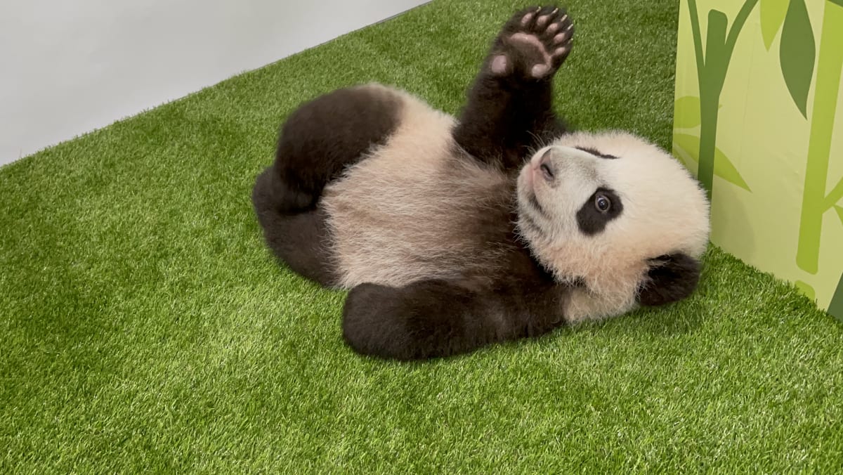 First giant panda cub born in Singapore named 'Le Le' after public vote ...
