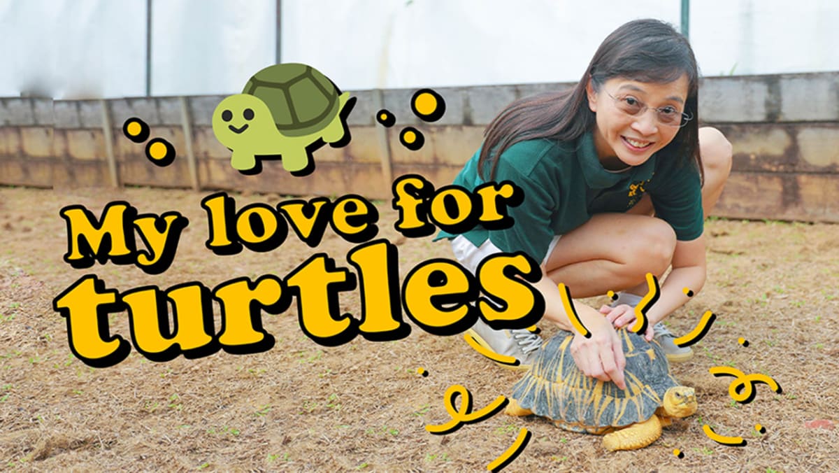 What goes on at a live turtle museum? - TODAY