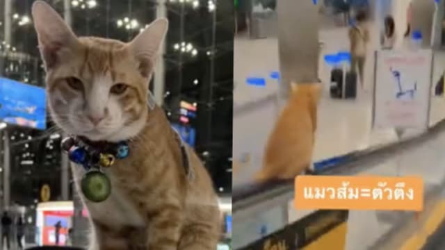 猫咪陪主人上班 意外成泰国机场“世界级网红” - 8world