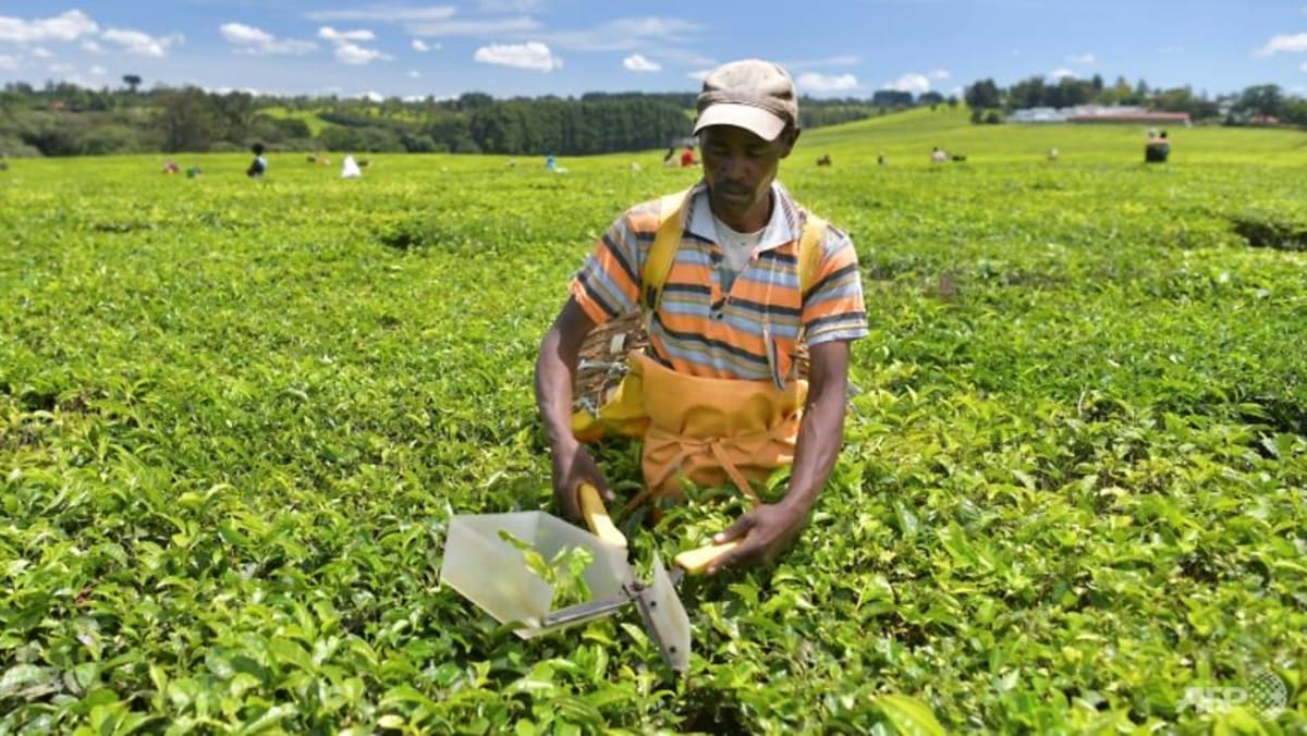 Climate to ravage Kenya's tea production - CNA