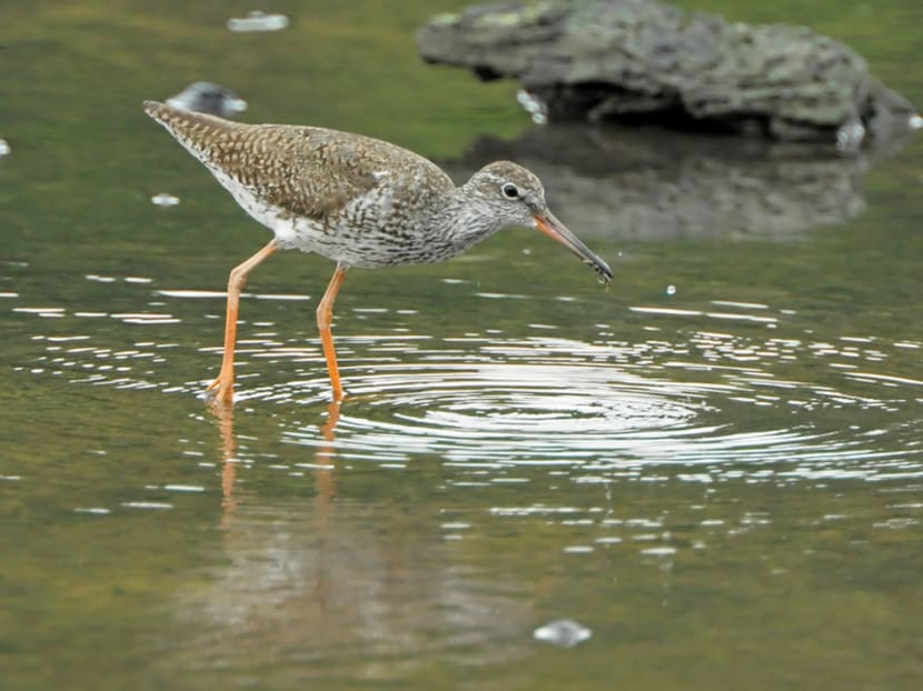 Satellite tracking of migratory birds to take flight this year - TODAY