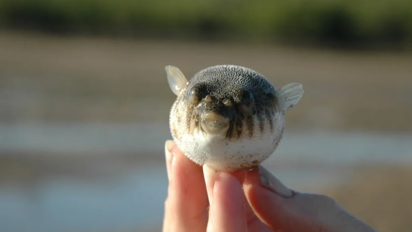 மலேசியாவில் puffer வகை மீனைச் சாப்பிட்டு மாண்ட மாது..மருத்துவமனையில் ...