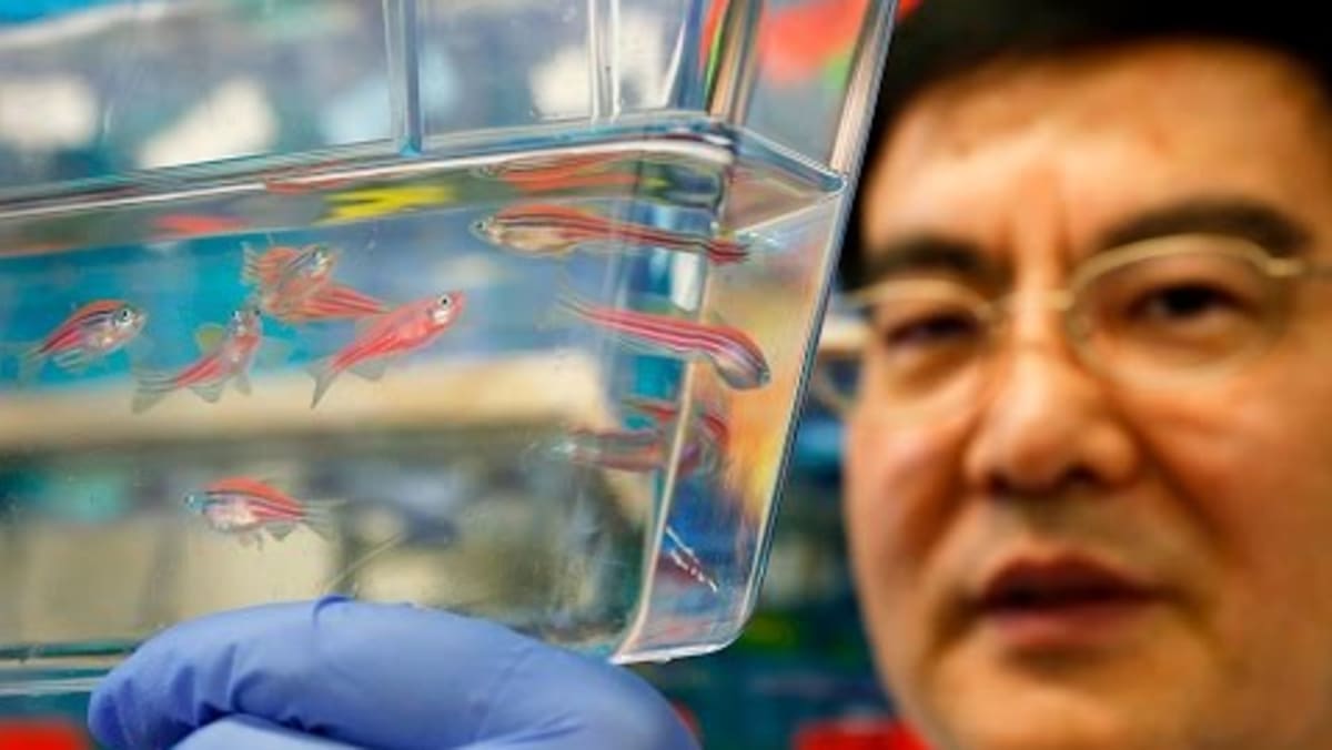 Transgenic Fish - TODAY