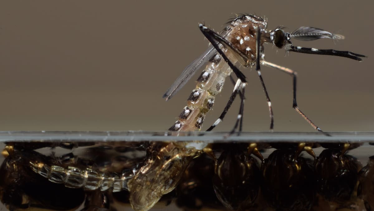 Millions of GMO insects could be released in Florida Keys - TODAY