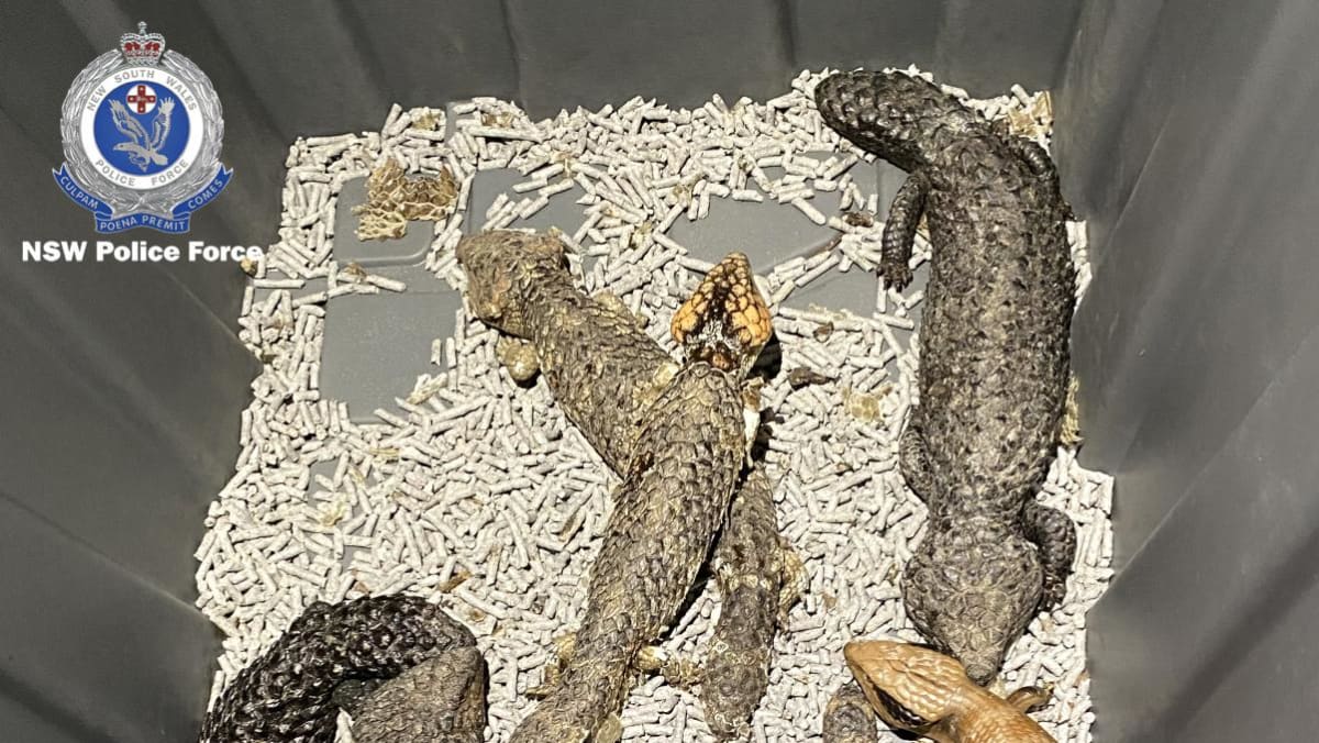 Australian police bust native reptile smuggling ring - TODAY